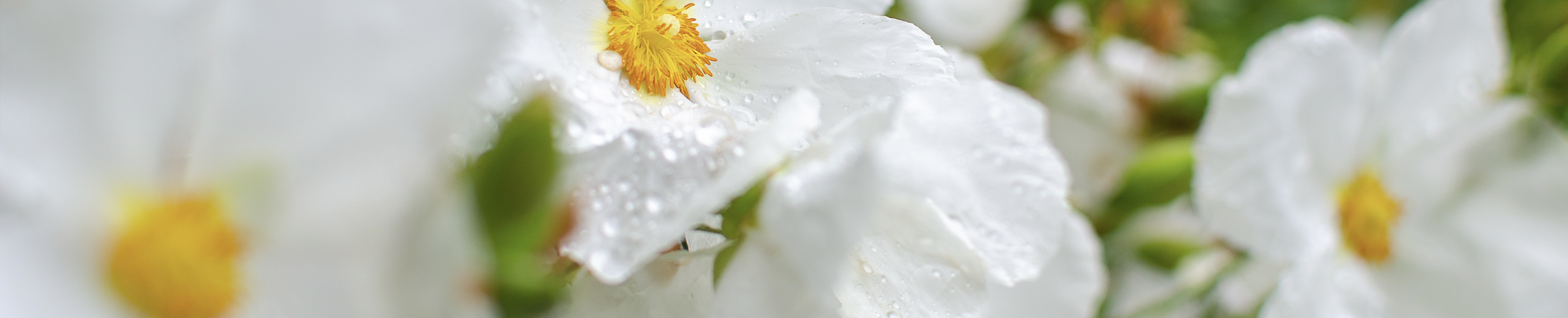 Friends of Crescent Garden | Regency Garden | Alverstoke, Gosport ...